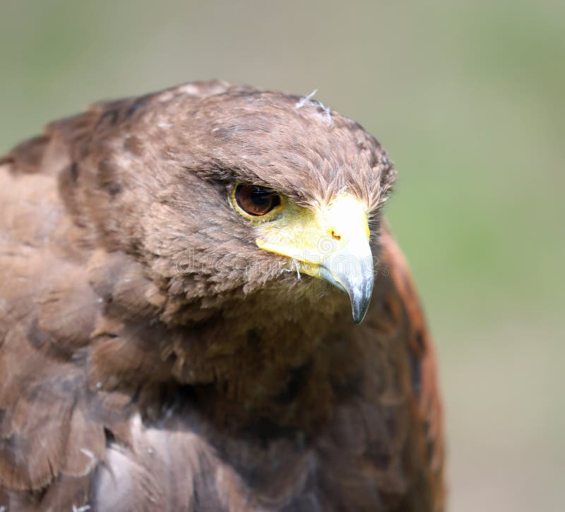 Big Bird Called Hawk of Harris or Peuco Stock Photo - Image of juvenile ...