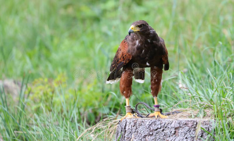 Big Bird Called Hawk of Harris or Peuco Stock Image - Image of animal ...