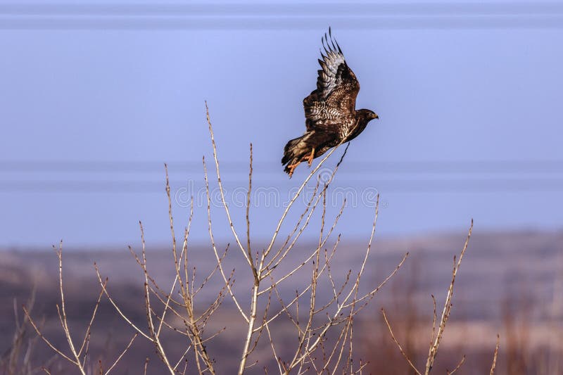 Big bird, eagle stock photo. Image of power, animal - 110283390