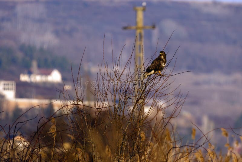 Big bird, eagle stock image. Image of carnivore, flight - 110283409