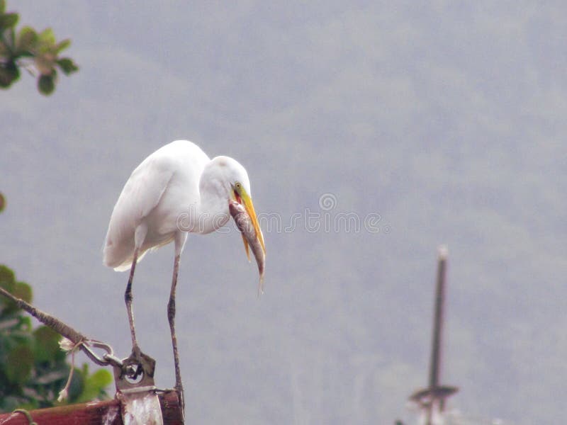 The Big Bird Eating the Fish Stock Image - Image of natureza, leaf ...
