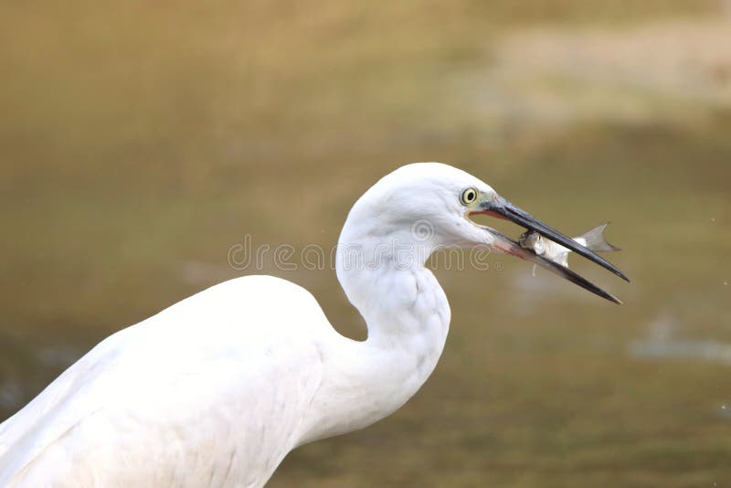 437 Small Fish Eating Big Fish Stock Photos - Free & Royalty-Free Stock ...