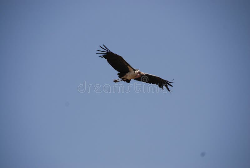 Big Bird Flying stock image. Image of flying, blue, beautiful - 77256907