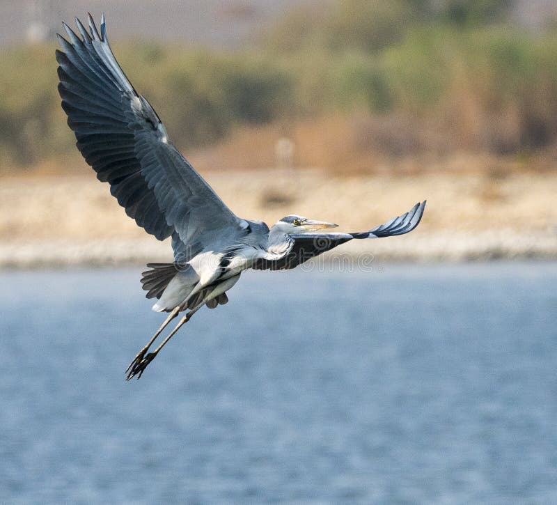 Big Bird flying in sky stock image. Image of beautiful - 165057341