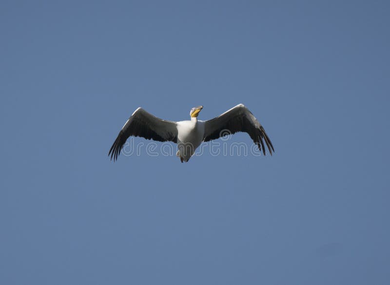 Big Bird flying in sky stock image. Image of beautiful - 165057341