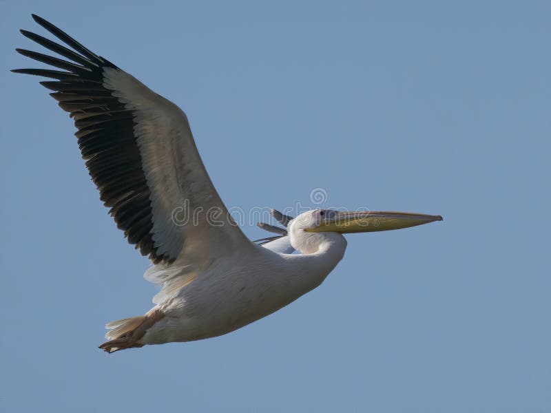 Big Bird flying in sky stock photo. Image of nice, bird - 164945340