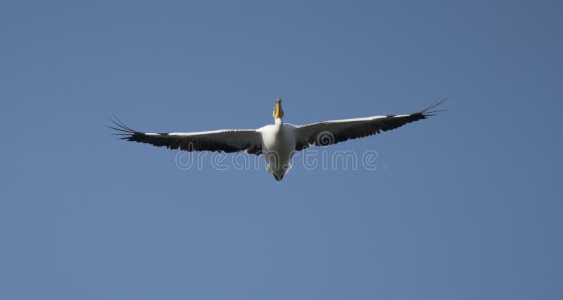 Big Bird flying in sky stock photo. Image of bird, nice - 164945196