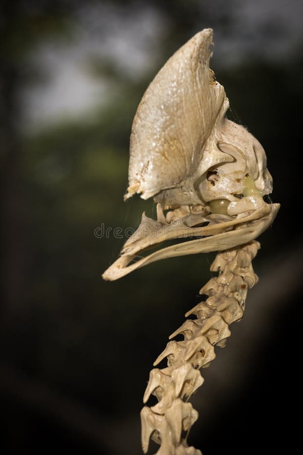 Big bird fossils editorial photo. Image of history, ghost - 126197691