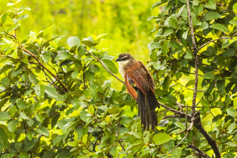 Big Bird on a Green Tree, Tanzania Stock Image - Image of goldfinch ...