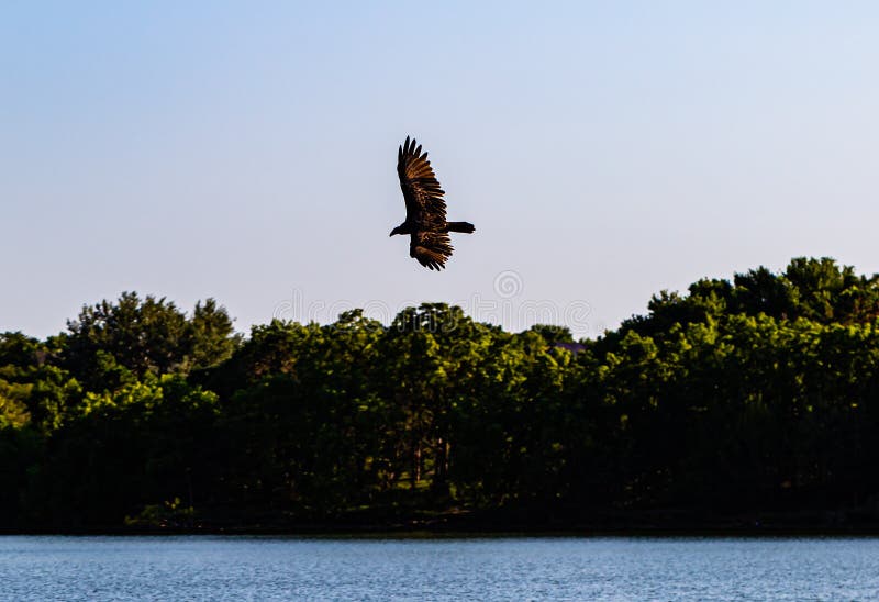 A Big Bird, Hawk in Flight Over the Water of a Lake Stock Photo - Image ...