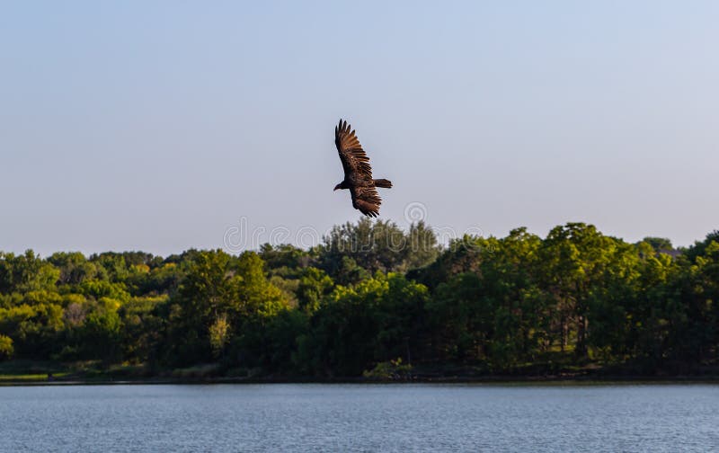 A Big Bird, Hawk in Flight Over the Water of a Lake Stock Image - Image ...