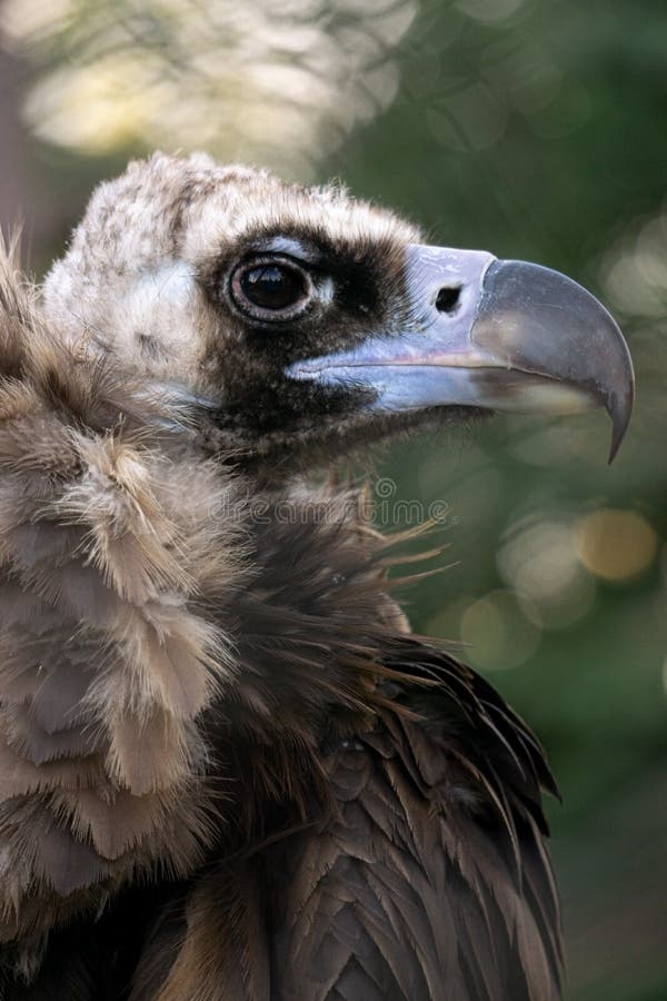 Big bird head in zoo stock photo. Image of head, bird - 161759164
