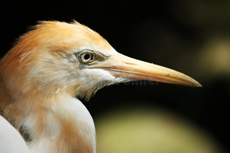 Big Bird s Face stock photo. Image of avian, crown, feather - 17573004