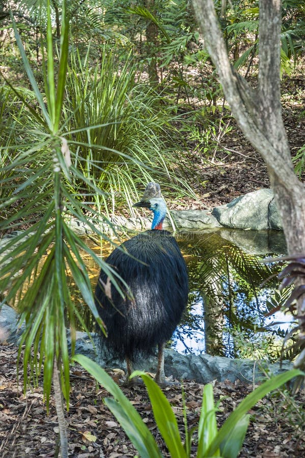 Big bird in a swamp stock photo. Image of stones, beautiful - 57803464