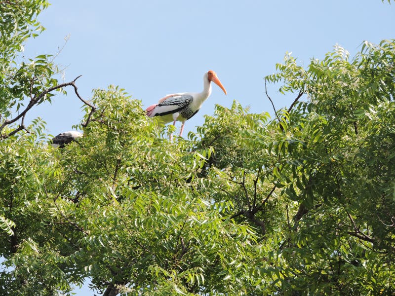 Big Bird Type Beautiful Flying White Black Rose Colour Stock Photo ...