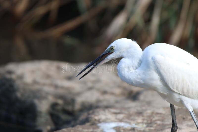 Big Birds Eat Fish in the River Stock Image - Image of river, fish ...