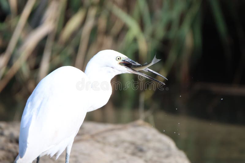 Big Birds Eat Fish in the River Stock Photo - Image of birds, river ...