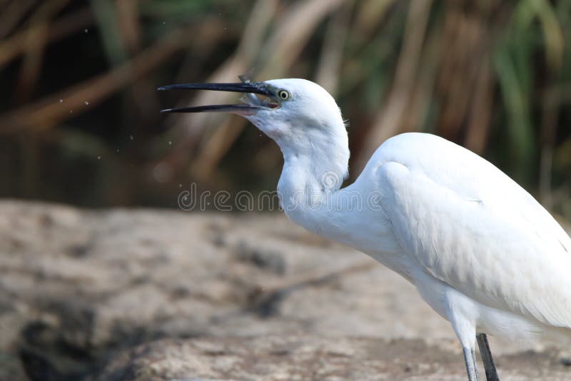 Big Birds Eat Fish in the River Stock Photo - Image of birds, river ...