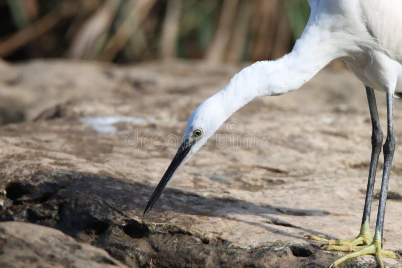 Big Birds Eat Fish in the River Stock Photo - Image of river, fish ...