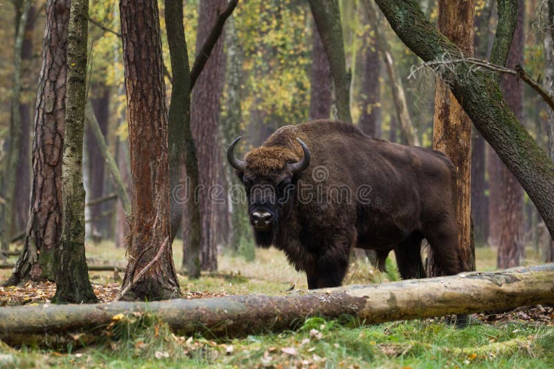 Big Bison in the Autumn Old Forest Stock Photo - Image of wild, autumn ...