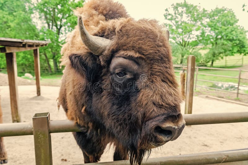 Big Bison Head in Animal Park Outdoor Stock Photo - Image of animal ...