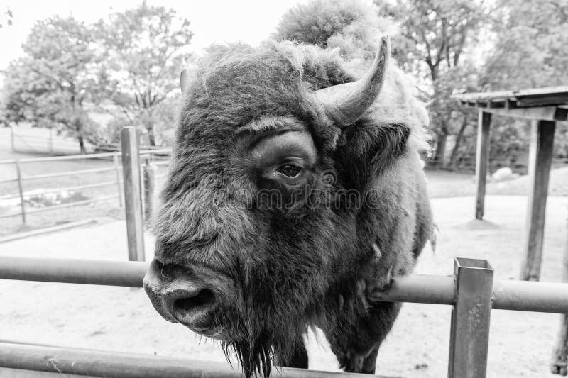 Big Bison Head in Animal Park Outdoor Stock Image - Image of farm ...