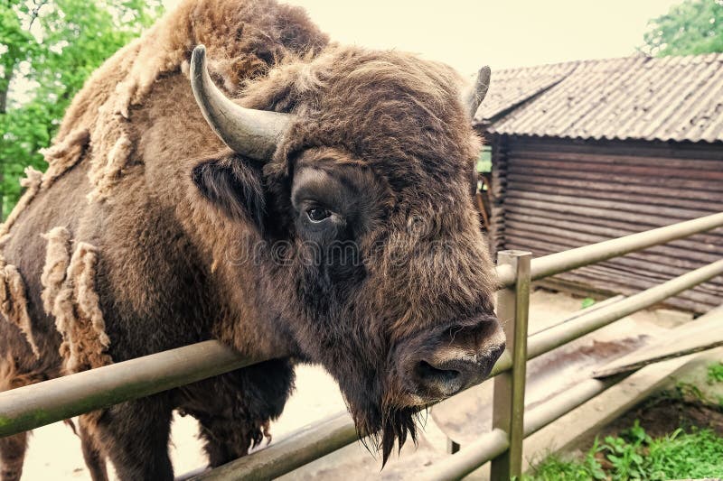 Big Bison Head in Zoo Animal Park Outside Stock Image - Image of farm ...