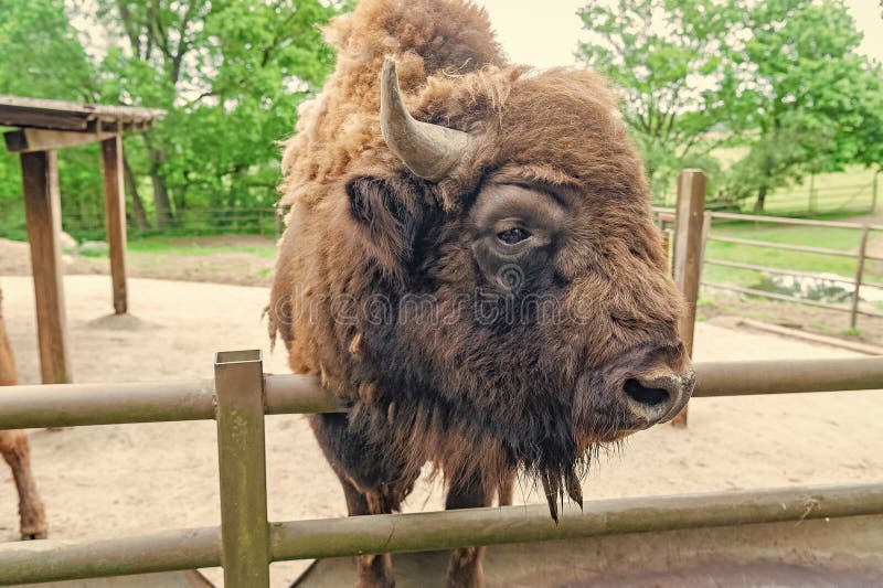 Big Bison Head in Zoo Park Outdoor Stock Photo - Image of bull, horns ...