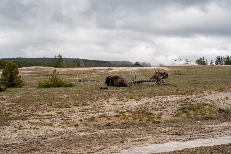 A Big Bison is Lying Down and Sleeping in the Upper Geyser Basin ...