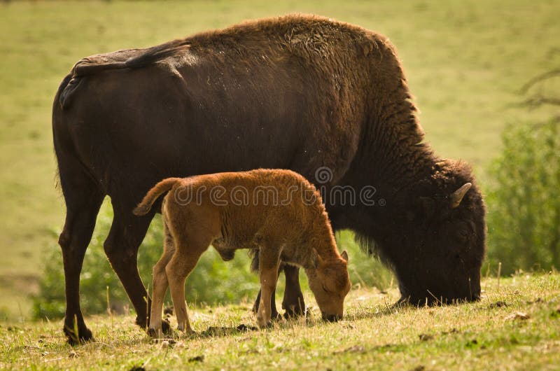 A Big Bison Mother with Her Newborn Calf Stock Image - Image of scenery ...