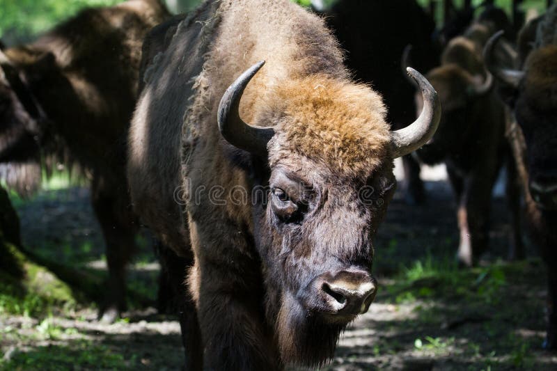 Big Bison in the Old Forest Stock Photo - Image of goat, bison: 278702888