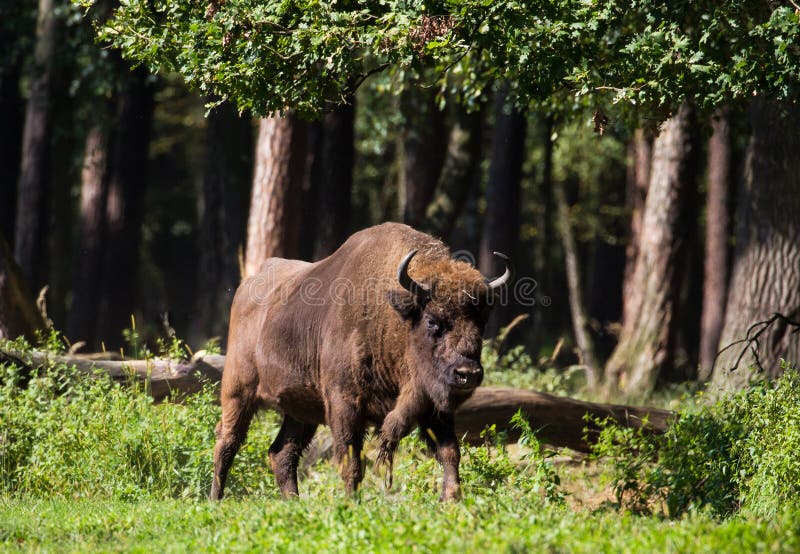 Big Bison in the Old Forest Stock Image - Image of grazing, autumn ...