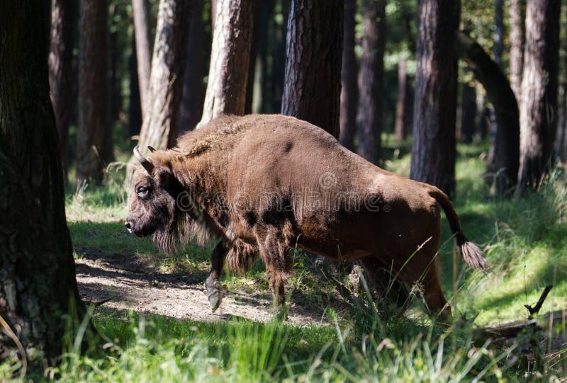 Big Bison in the Old Forest Stock Image - Image of forest, bovine ...