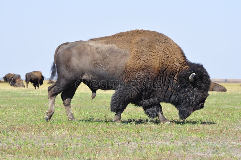 In the steppe bison stock photo. Image of colorful, steppe - 22798090