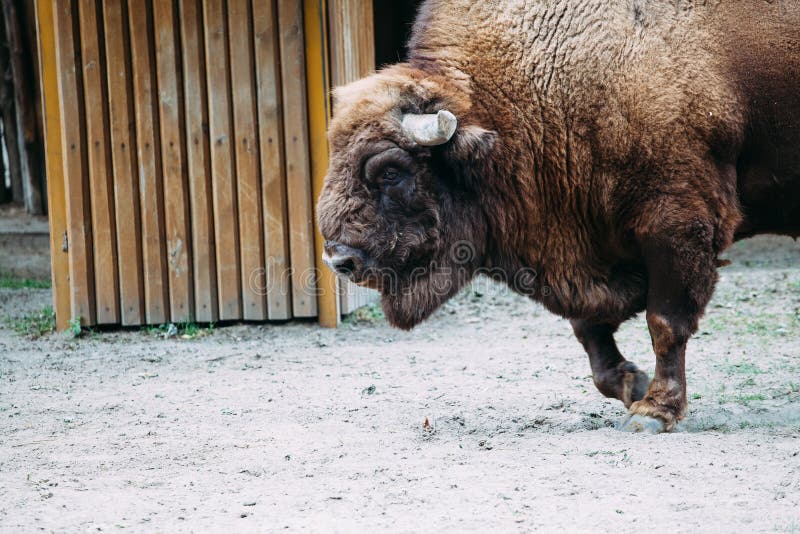 Big Bison in a Zoo Standing on the Sand Stock Photo - Image of meadow ...