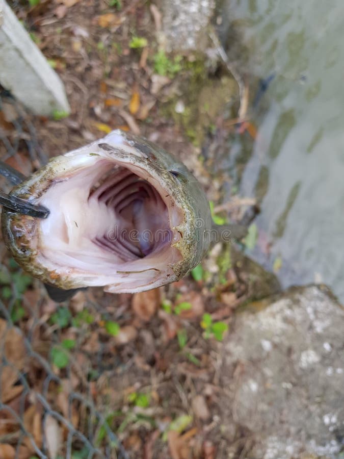Big bite stock photo. Image of fishing, pescaria, trara - 129834030