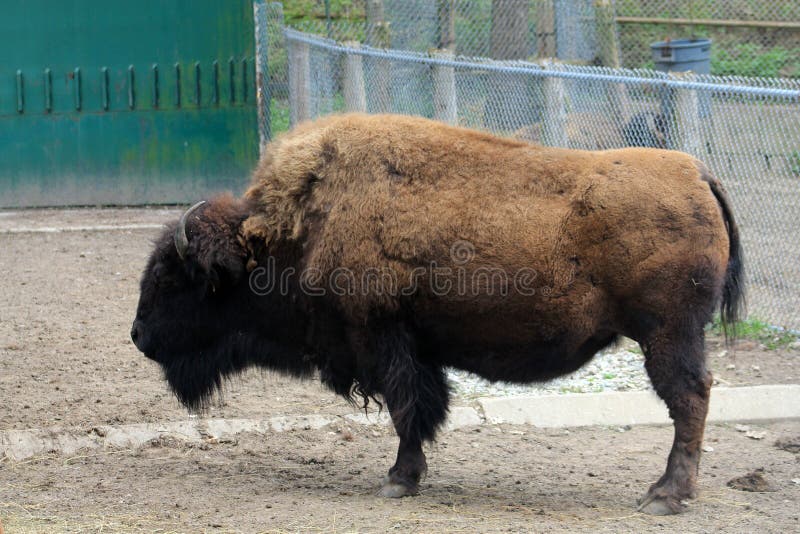 Bizon stock photo. Image of animal, color, male, wildlife - 153770186