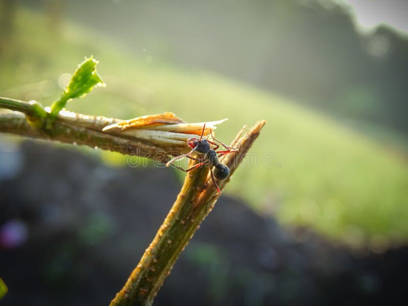 Big Black Ant Climbs a Broken Tree, in the Morning Stock Photo - Image ...