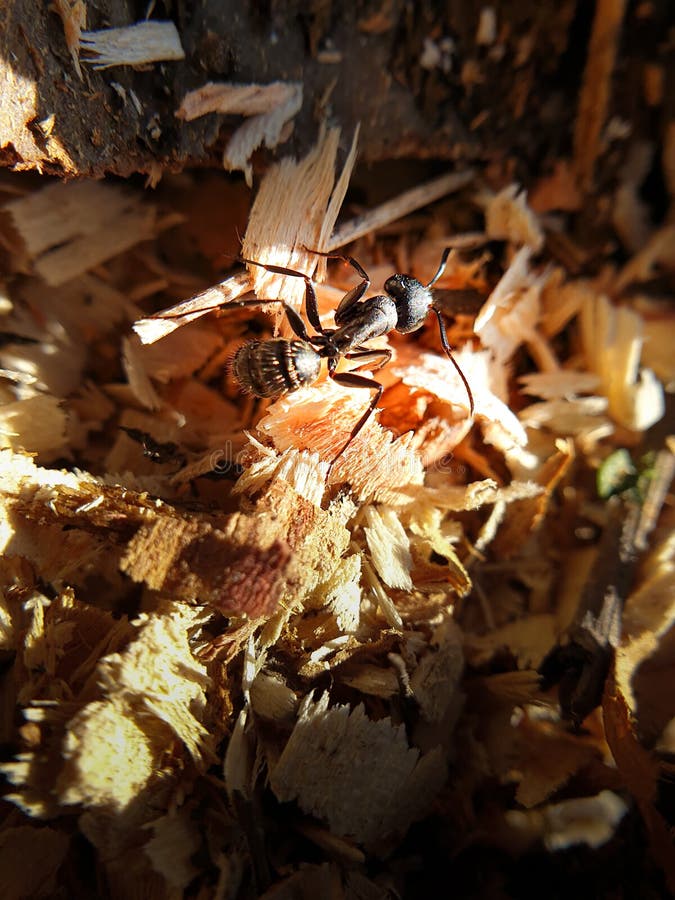 Big Black Ant Crawling on a Tree, Macroshoot Insects Stock Photo ...