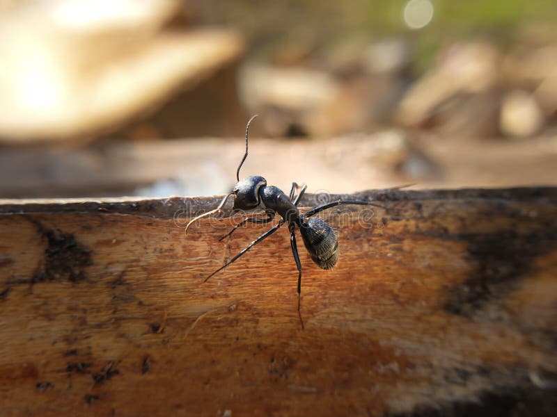 Big Black Ant Crawling on a Tree, Macroshoot Insects Stock Photo ...