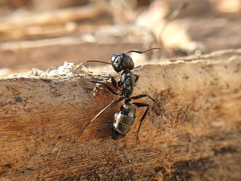Big Black Ant Crawling on a Tree, Macroshoot Insects Stock Image ...