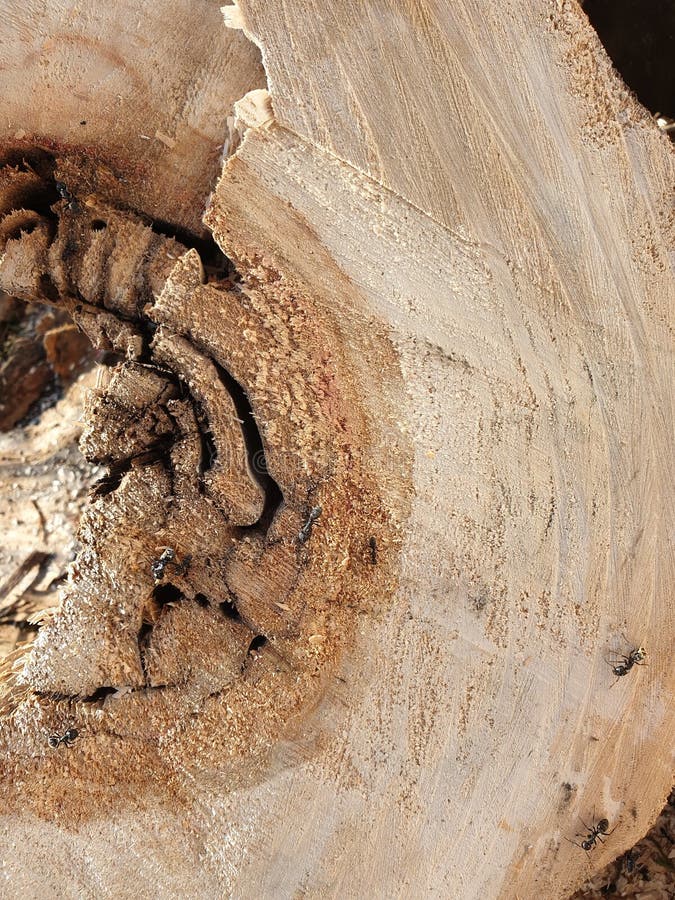 Big Black Ant Crawling on a Tree, Macroshoot Insects Stock Image ...