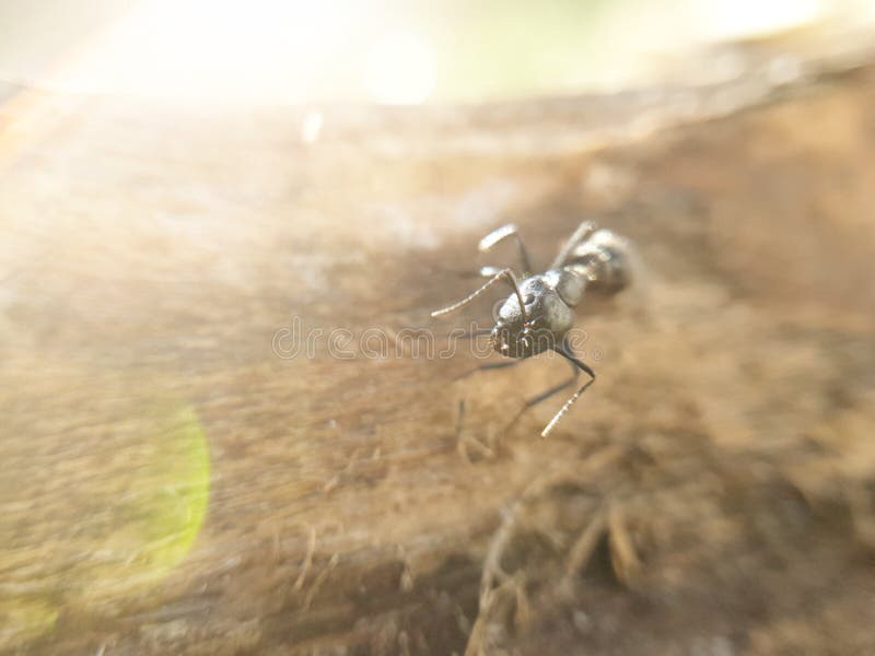 Big Black Ant Crawling on a Tree, Macroshoot Insects Stock Image ...