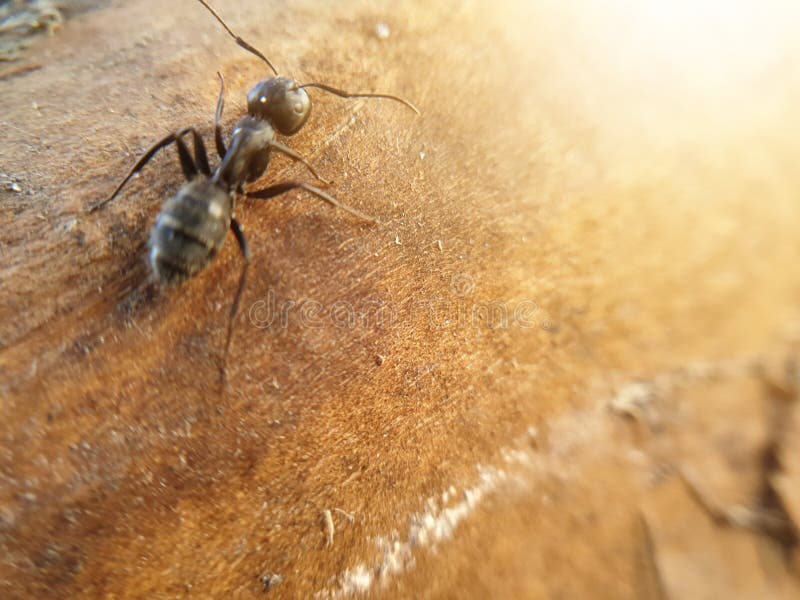 Big Black Ant Crawling on a Tree, Macroshoot Insects Stock Photo ...
