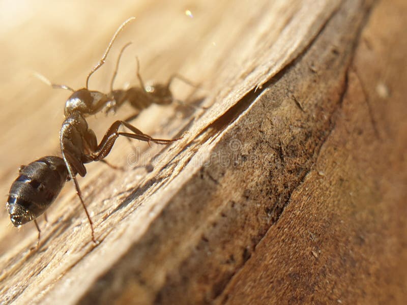 Big Black Ant Crawling on a Tree, Macroshoot Insects Stock Image ...