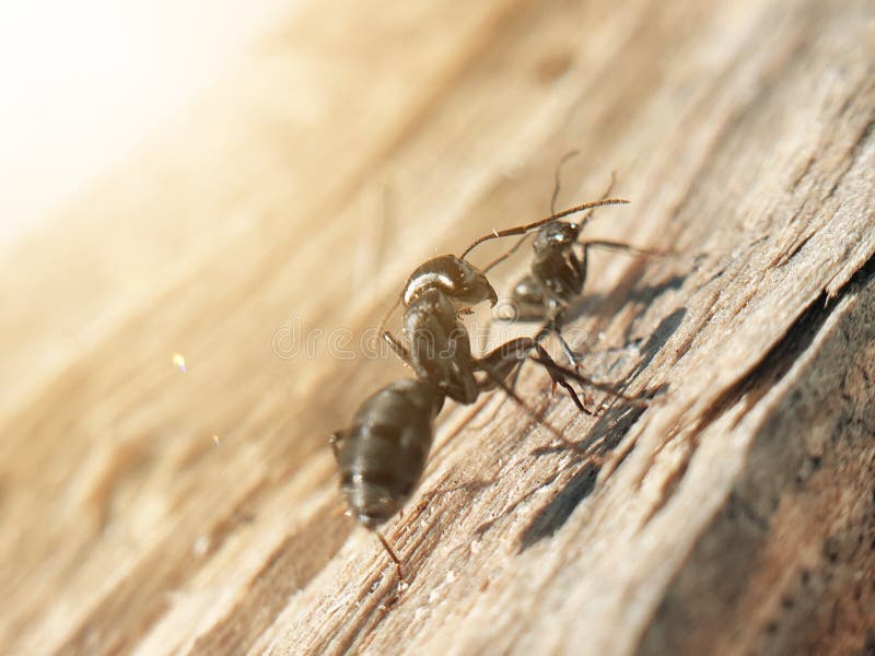 Big Black Ant Crawling on a Tree, Macroshoot Insects Stock Photo ...
