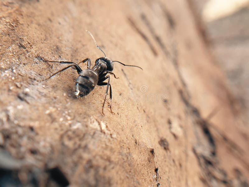 Big Black Ant Crawling on a Tree, Macroshoot Insects Stock Photo ...
