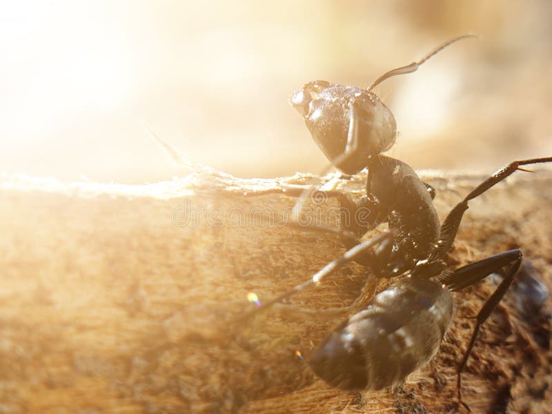 Big Black Ant Crawling on a Tree, Macroshoot Insects Stock Photo ...