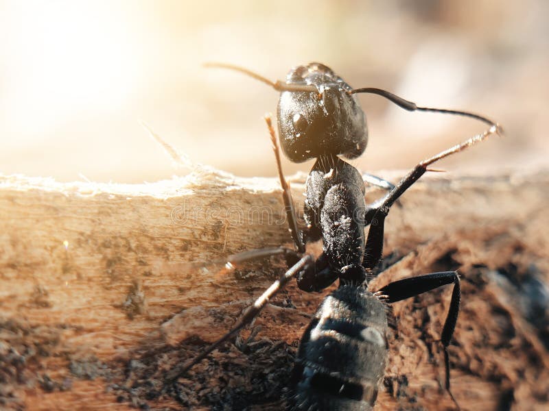 Big Black Ant Crawling on a Tree, Macroshoot Insects Stock Image ...