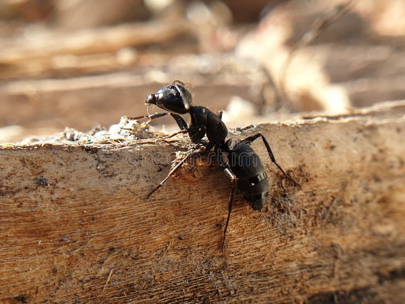 Big Black Ant Crawling on a Tree, Macroshoot Insects Stock Photo ...